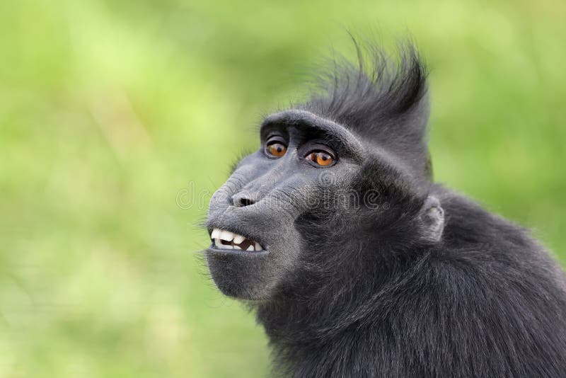 Black Crested Macaque Ape Macaca Nigra Stock Photo - Image of macaca ...