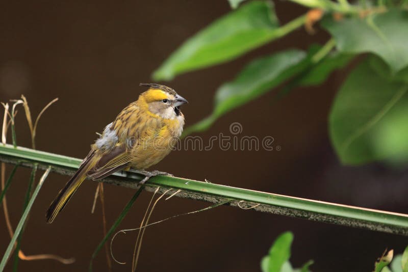 Yellow cardinal stock photo. Image of crested, cristata - 23246026