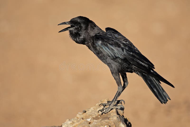 41,034 Black Crow Stock Photos - Free & Royalty-Free Stock Photos from ...