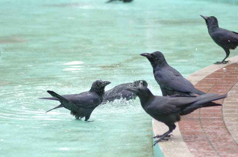 Black Crow Stock Photos - Download 18,901 Royalty Free Photos