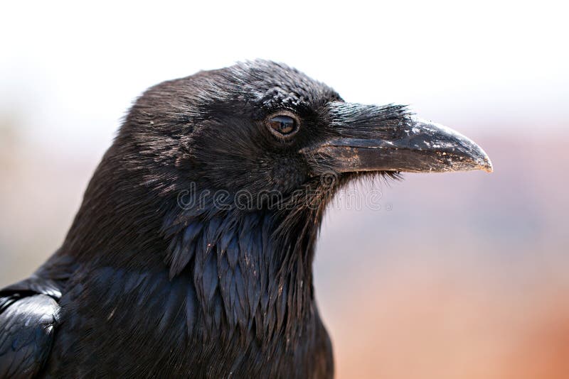Black crow stock photo. Image of macro, nature, wildlife - 22585066
