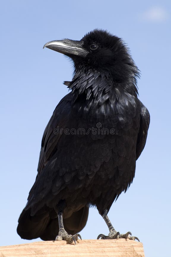 Black Crow stock image. Image of american, rook, raptor - 2910019