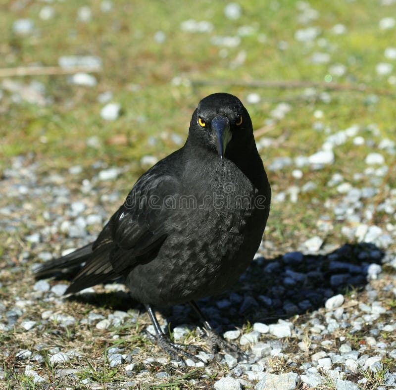 African Crow stock image. Image of eyes, wildlife, head - 2583573
