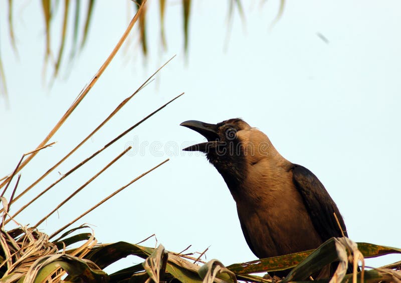 Black crow stock photo. Image of beautiful, wildlife, crow - 9318590