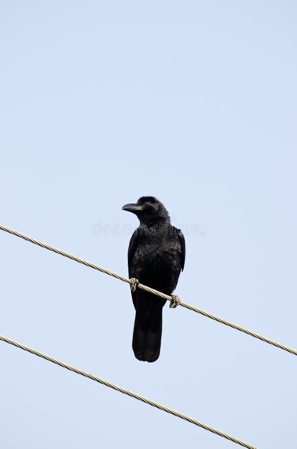 Black crow in asia, Nepal stock image. Image of wildlife - 43351841