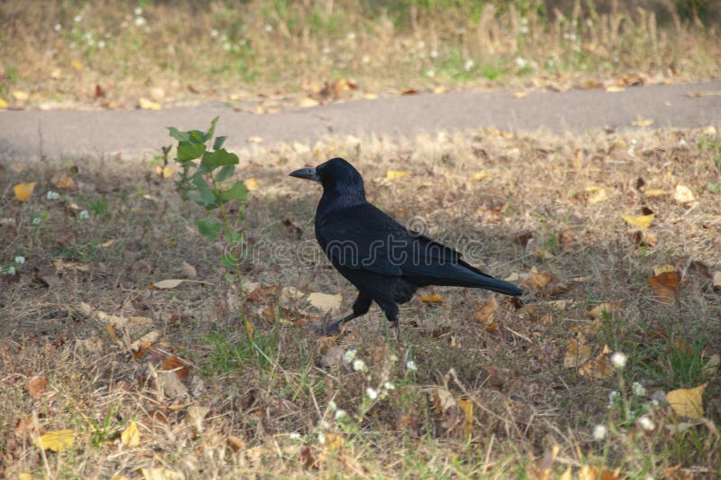 Black Crow in Autumn Leaves Stock Image - Image of adult, corvus: 200713687
