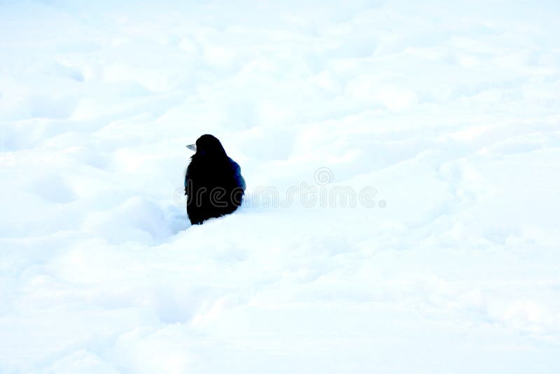 Black Crow on the Background of White Snow in Winter Stock Photo ...
