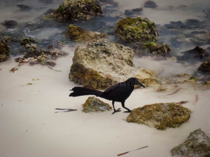 Black Crow at the Beach in Mexico Stock Photo - Image of beak, perched ...