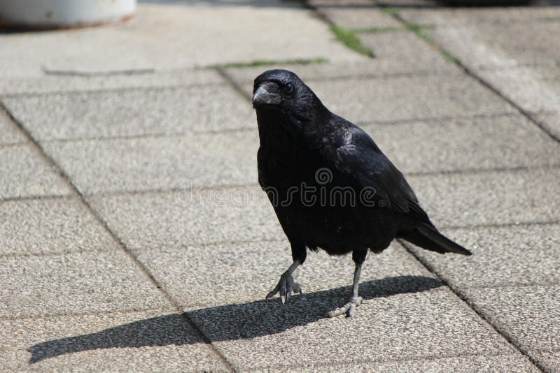 Shadow of a crow stock photo. Image of edgar, wall, raven - 79665626