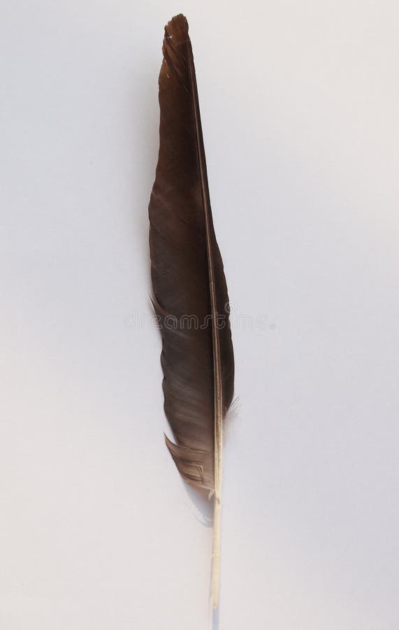 Black Crow bird feather stock image. Image of family - 57913533
