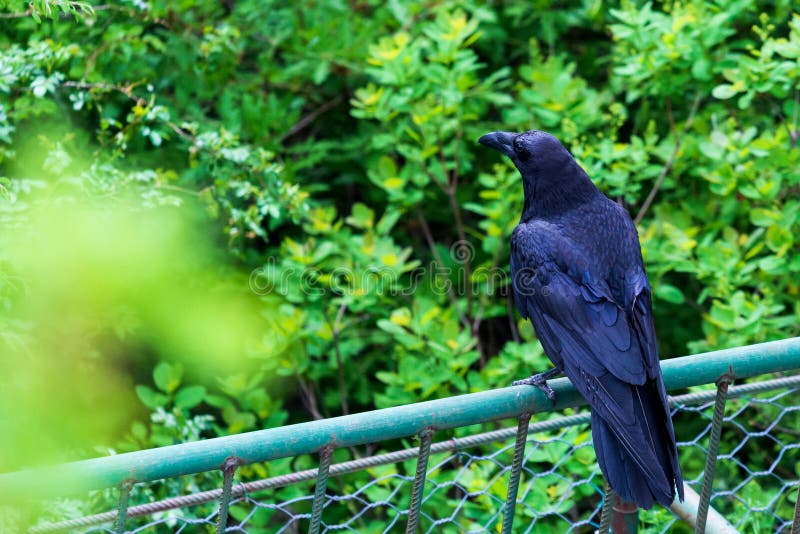 Black Crow Bird on Green Background. Black Feathers Stock Image - Image ...