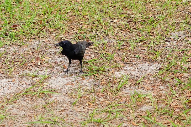 Bird, Fauna, Beak, American Crow Picture. Image: 95661382