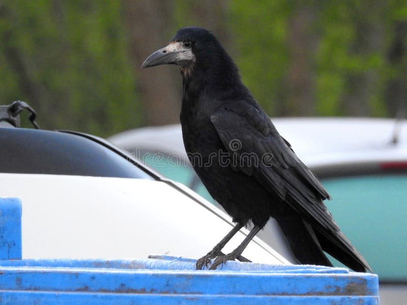 Black Crow Bird on Metallic Surface, Lithuania Stock Photo - Image of ...