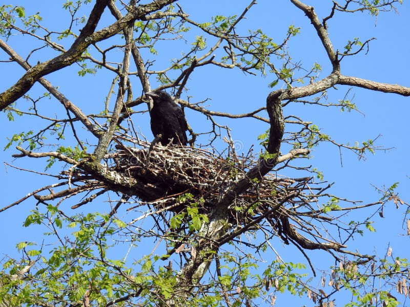 Black Crow Bird in Nest, Lithuania Stock Photo - Image of beautiful ...