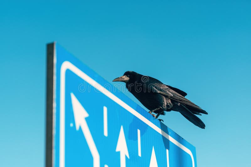 Black Crow Bird Posing on a Traffic Sign Stock Image - Image of ...