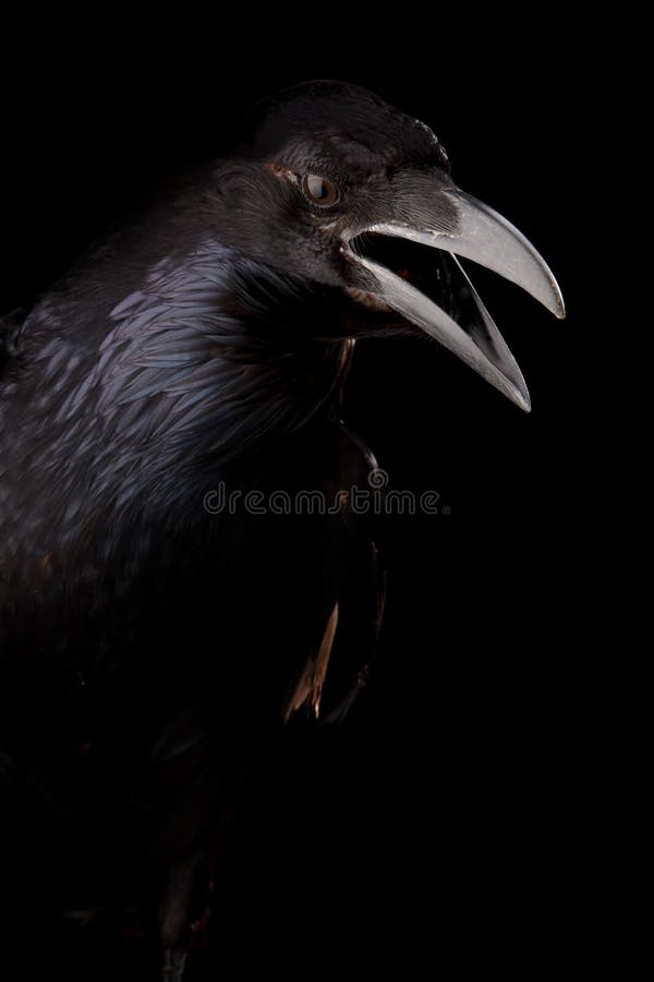 Black Crow in Flight with Spread Wings Stock Image - Image of crow ...