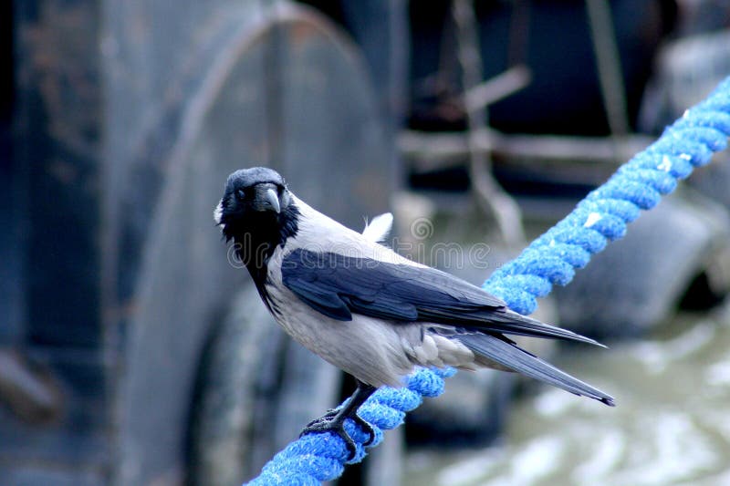 A Black Crow on a Blue Rope Stock Image - Image of garden, hooded ...