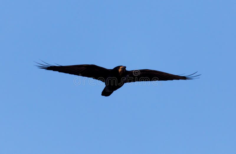 Black Crow on Blue Sky in Flight Stock Photo - Image of nature, food ...