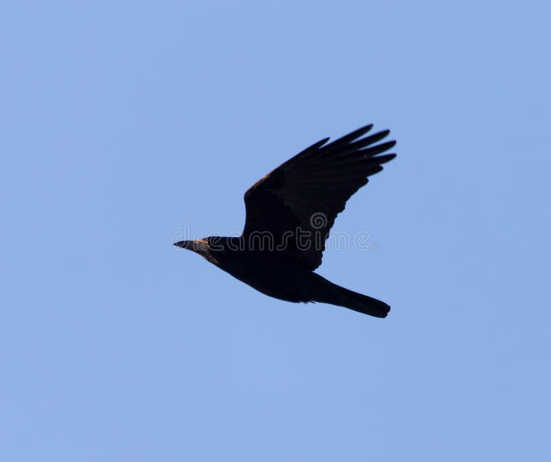Black Crow on Blue Sky in Flight Stock Image - Image of wildlife, crows ...