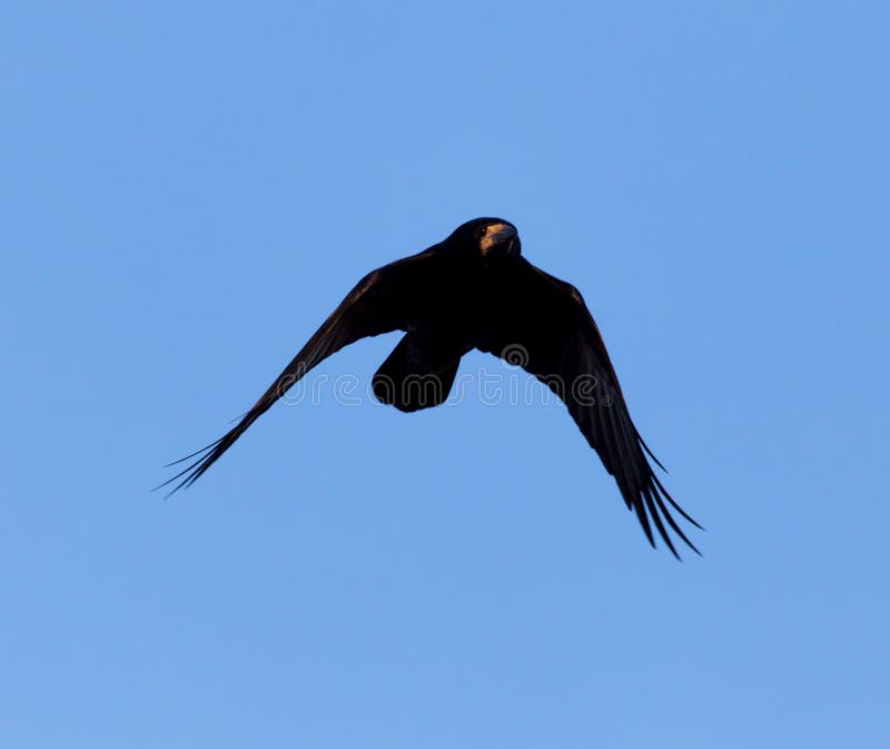 Black Crow on Blue Sky in Flight Stock Photo - Image of wildlife ...