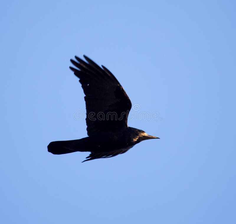 Black Crow on Blue Sky in Flight Stock Image - Image of flock, blue ...