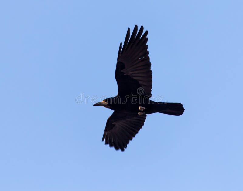 Black Crow on Blue Sky in Flight Stock Photo - Image of blue, flying ...