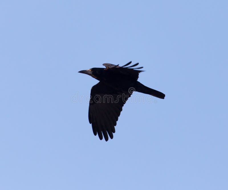 Black Crow on Blue Sky in Flight Stock Image - Image of green, summer ...