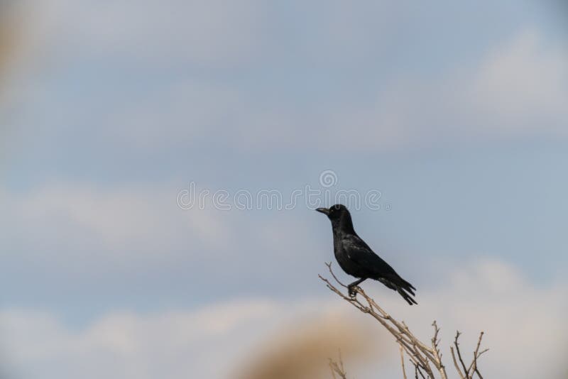 A black crow on a branch stock image. Image of finch - 275301617