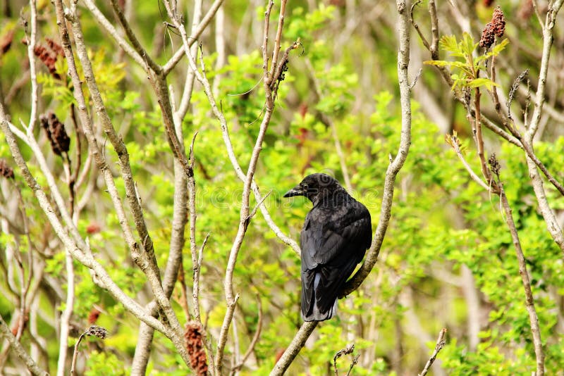 Black Crow on a Branch in the Middle of the Forest Stock Image - Image ...