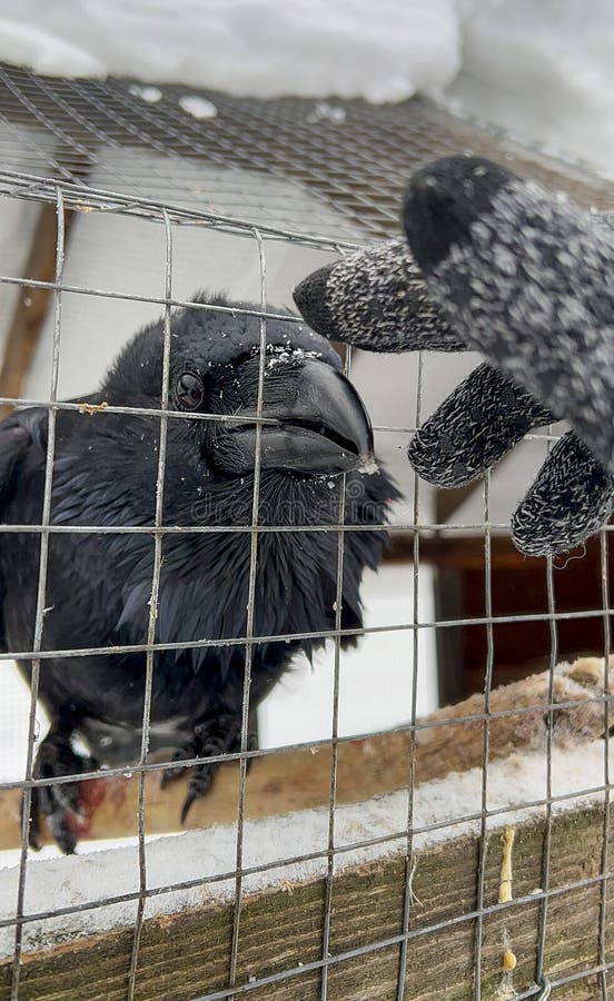 Black Crow in Cage, Crow Closeup Stock Image - Image of beak, head ...