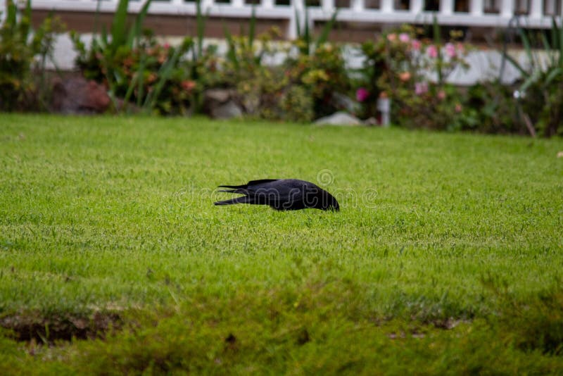 Black Crow Cawing Sitting on a Green Lawn Stock Photo - Image of fauna ...