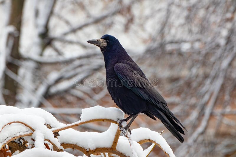 Black Crow Close-up. Bird Sits on a Branch with Snow Stock Photo ...