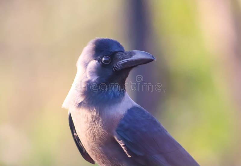 Black Crow Closeup Side Face on the Blur Background Stock Photo - Image ...