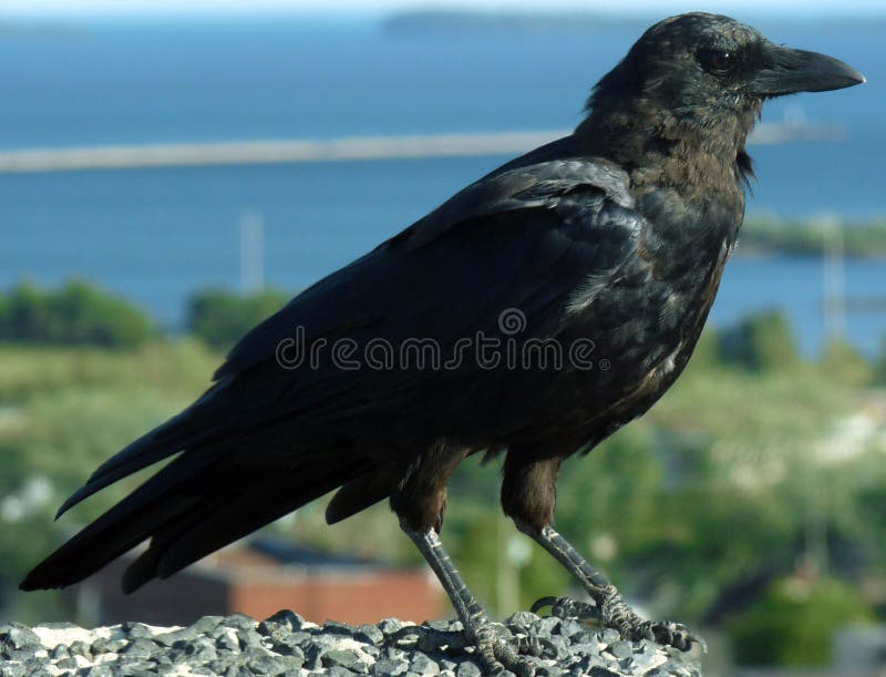 Black Crow stock photo. Image of ominous, brachyrhynchos - 34973146