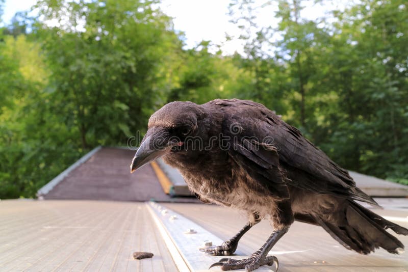 Corvus Sp Stock Photos - Free & Royalty-Free Stock Photos from Dreamstime