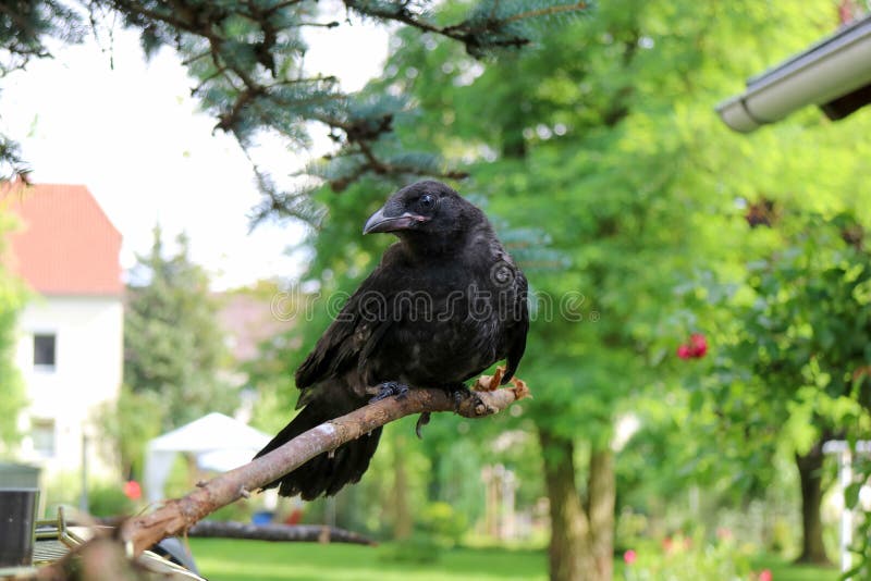 Black Crow, Corvus, Corone. Corvus Cornix is a Eurasian Bird Sp Stock ...
