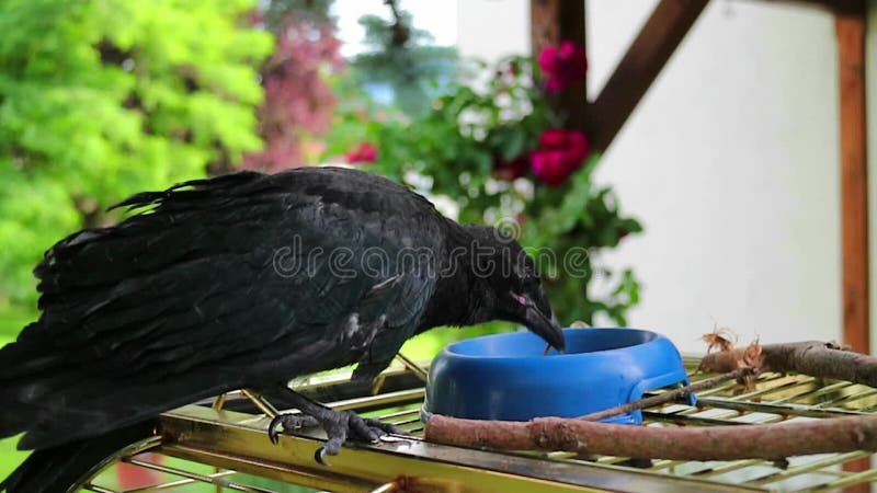 A Black Crow Digging Up Worms. Raven.. Corvus Corone. Stock Video ...