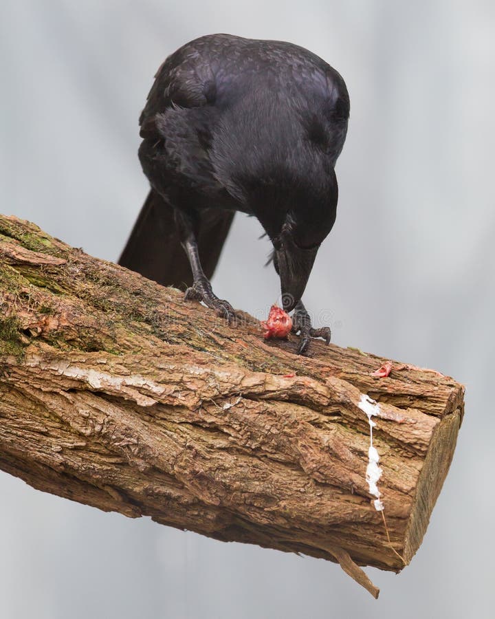 Black crow eating stock photo. Image of scotch, hoodiecrow - 66548852