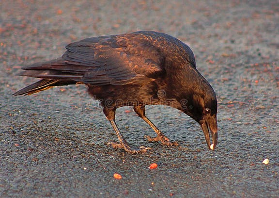 Black crow eating seeds stock image. Image of corvus - 317230761