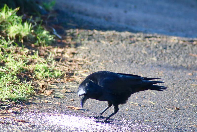 974 Gull Crow Photos - Free & Royalty-Free Stock Photos from Dreamstime