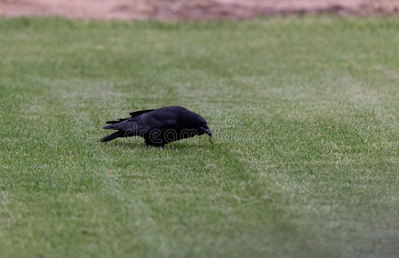 322 Bird Eating Worm Grass Stock Photos - Free & Royalty-Free Stock ...