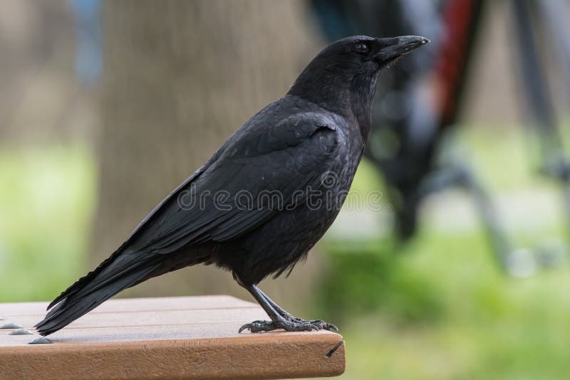 Crow on Table stock image. Image of black, smart, ominous - 130032325