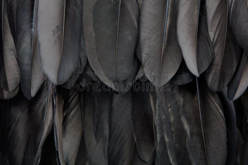 413 Crow Feathers Texture Stock Photos - Free & Royalty-Free Stock ...