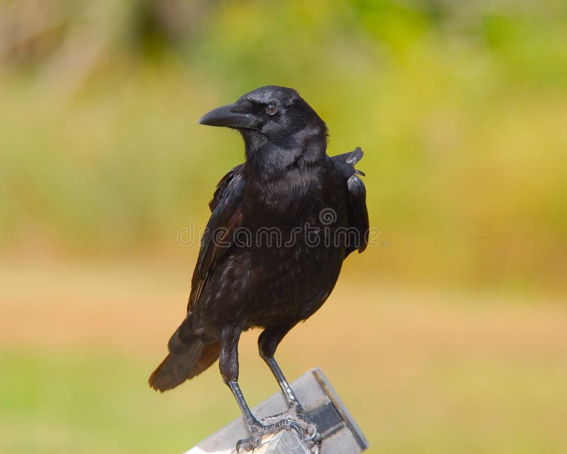 Black Crow stock image. Image of standing, feathers, eyes - 76110197