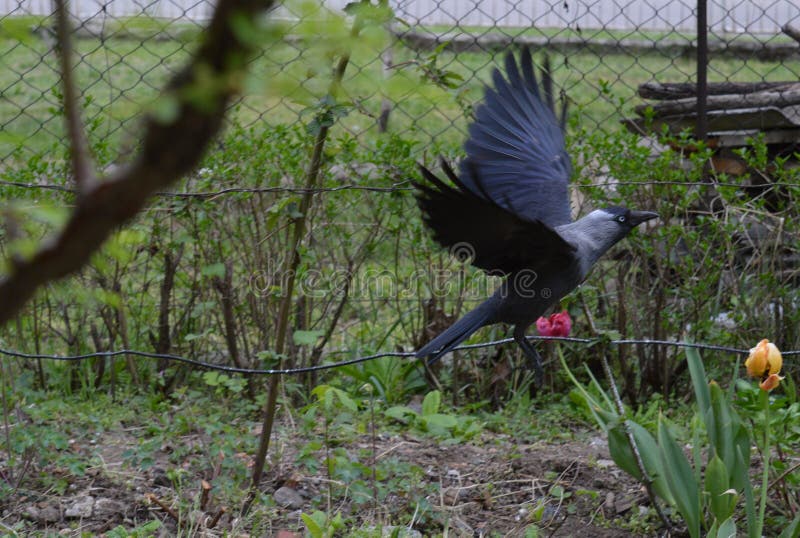 Black crow in flight stock photo. Image of color, flight - 183546680