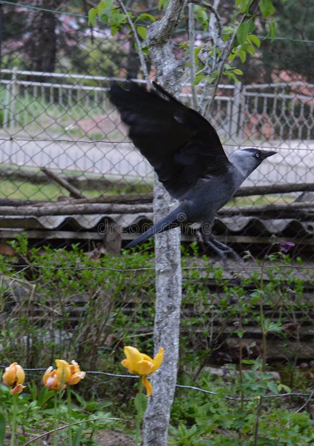 Black crow in flight stock photo. Image of animal, nature - 183546700