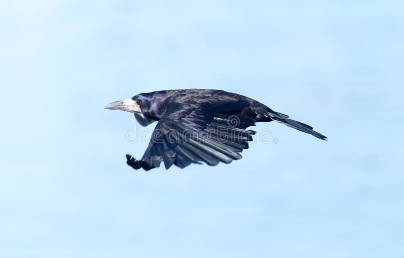 Black Crow in Flight Against Blue Sky Stock Image - Image of crow, wild ...