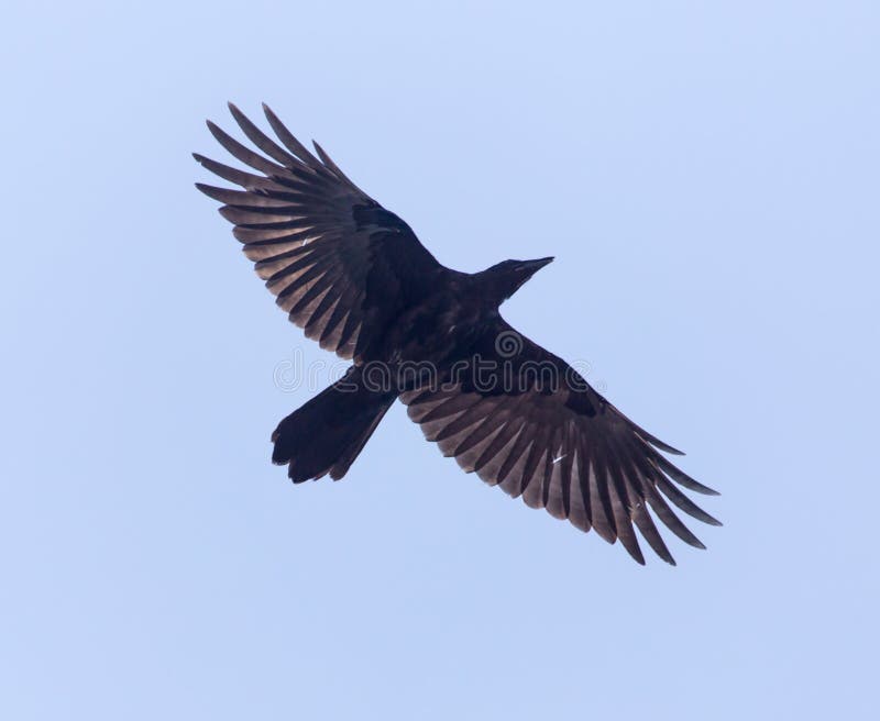 Black Crow in Flight Against Blue Sky Stock Image - Image of ...