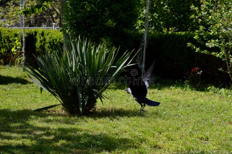 Black crow in flight stock photo. Image of leaf, green - 184256514