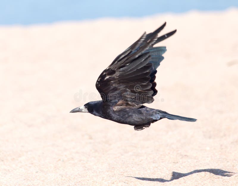 Black crow in flight Sea stock photo. Image of bird - 106327634